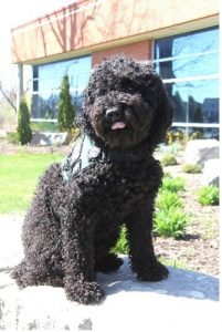 Programs – Victim Services of Brant